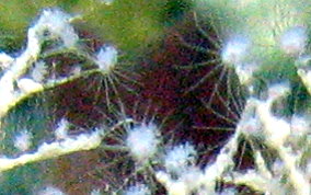 Toxic Marine life Identification USVI Caribbean